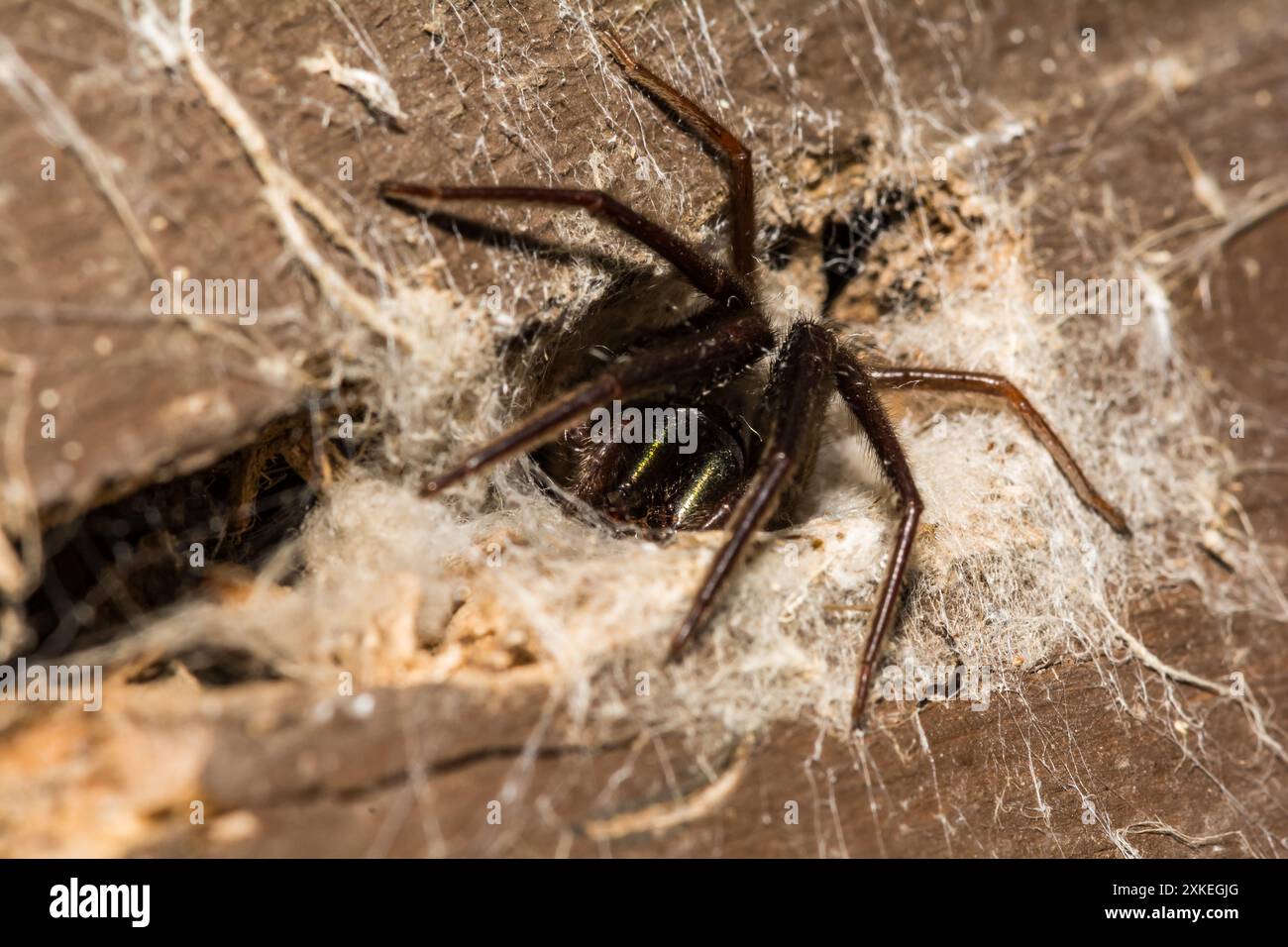 Green-fanged Tube Web Spider - Segestria florentina Stock Photo - Alamy