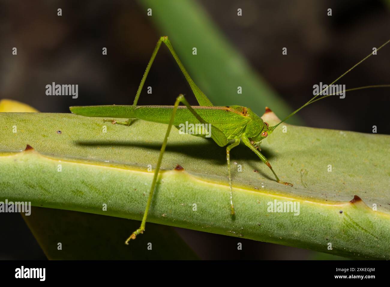 Bush cricket species hi-res stock photography and images - Alamy