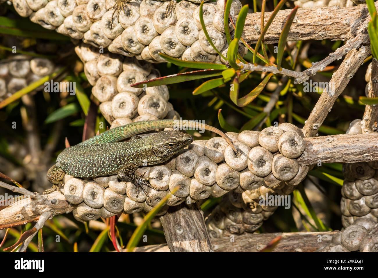 Madeiran Wall Lizard - Teira dugesii Stock Photo - Alamy