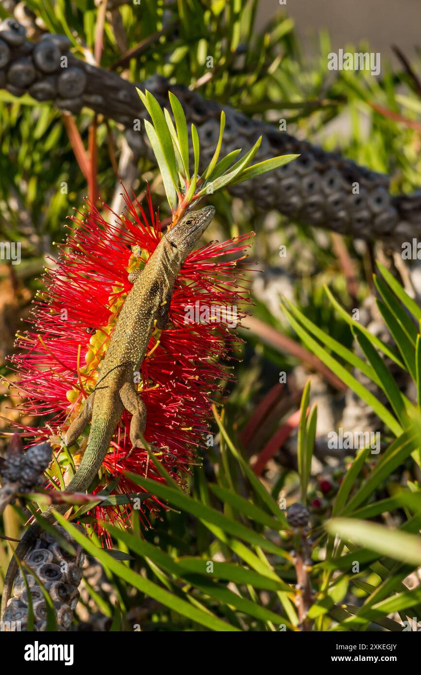 Madeiran Wall Lizard - Teira dugesii Stock Photo - Alamy