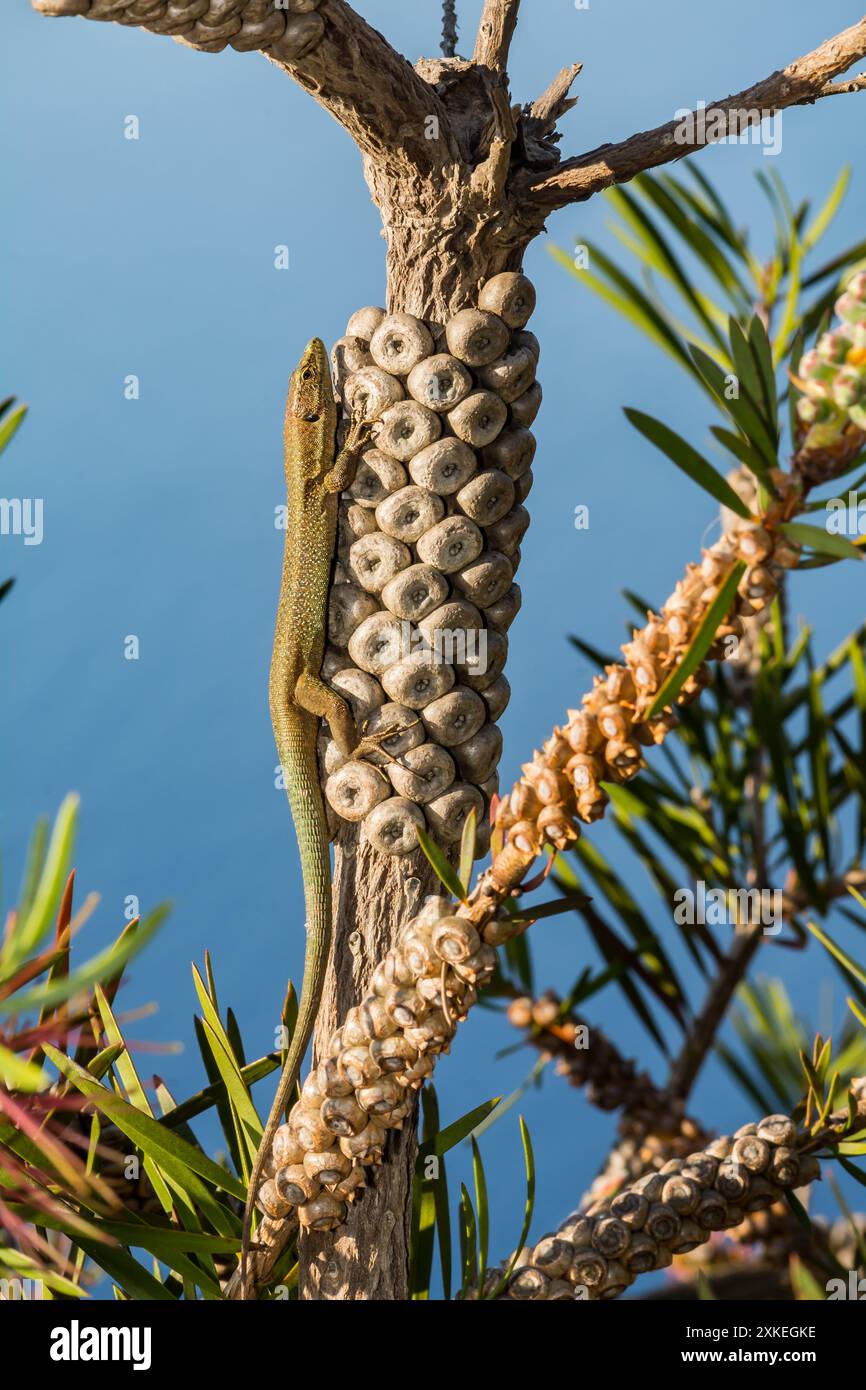 Madeiran Wall Lizard - Teira dugesii Stock Photo - Alamy