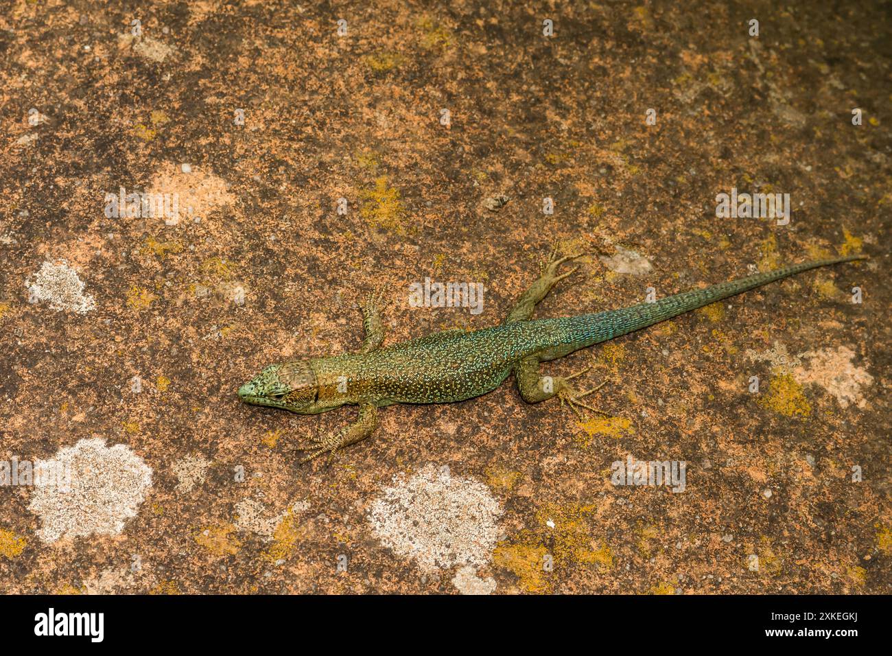 Madeiran Wall Lizard - Teira dugesii Stock Photo - Alamy