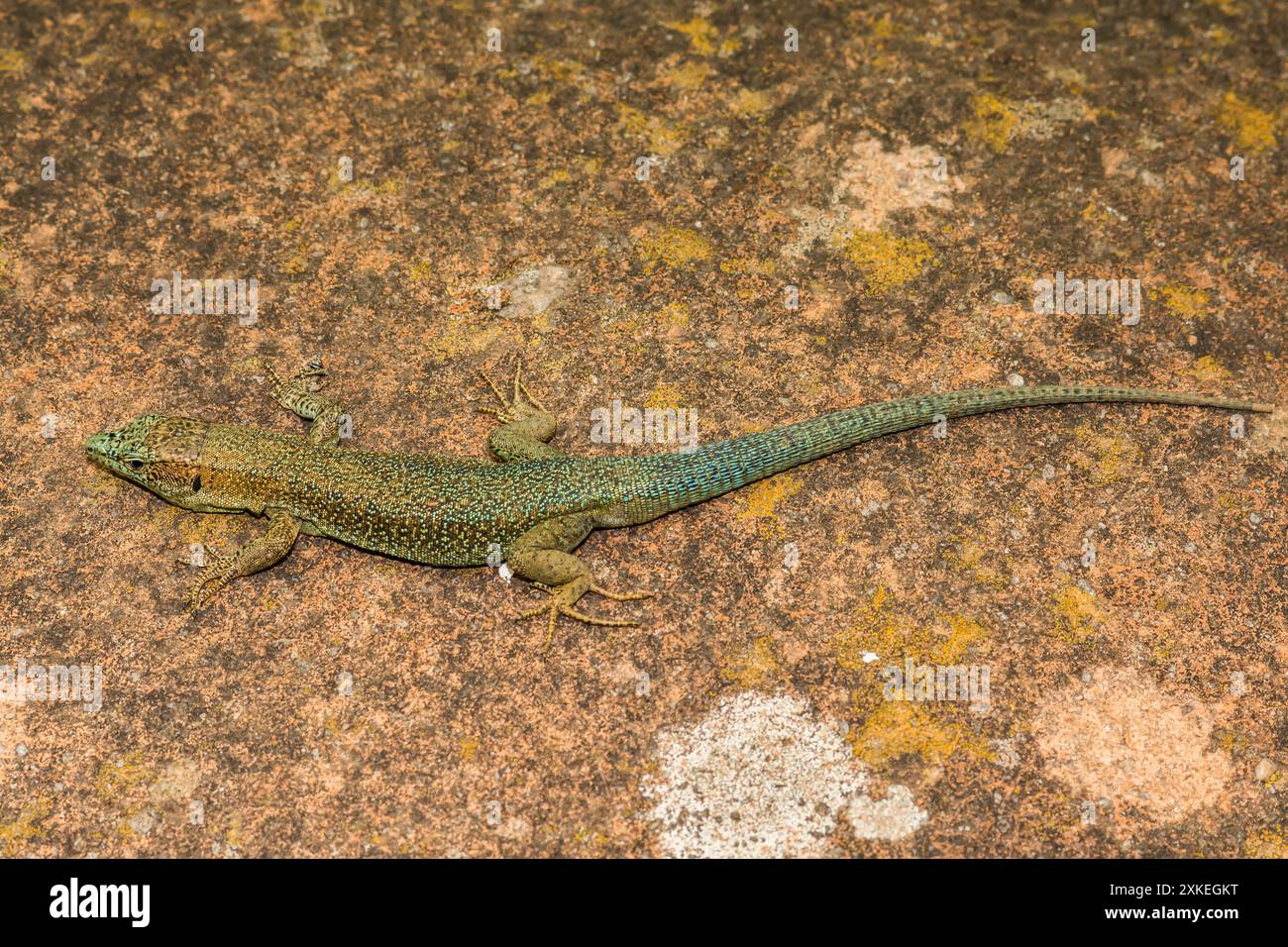 Madeira wall lizard hi-res stock photography and images - Alamy