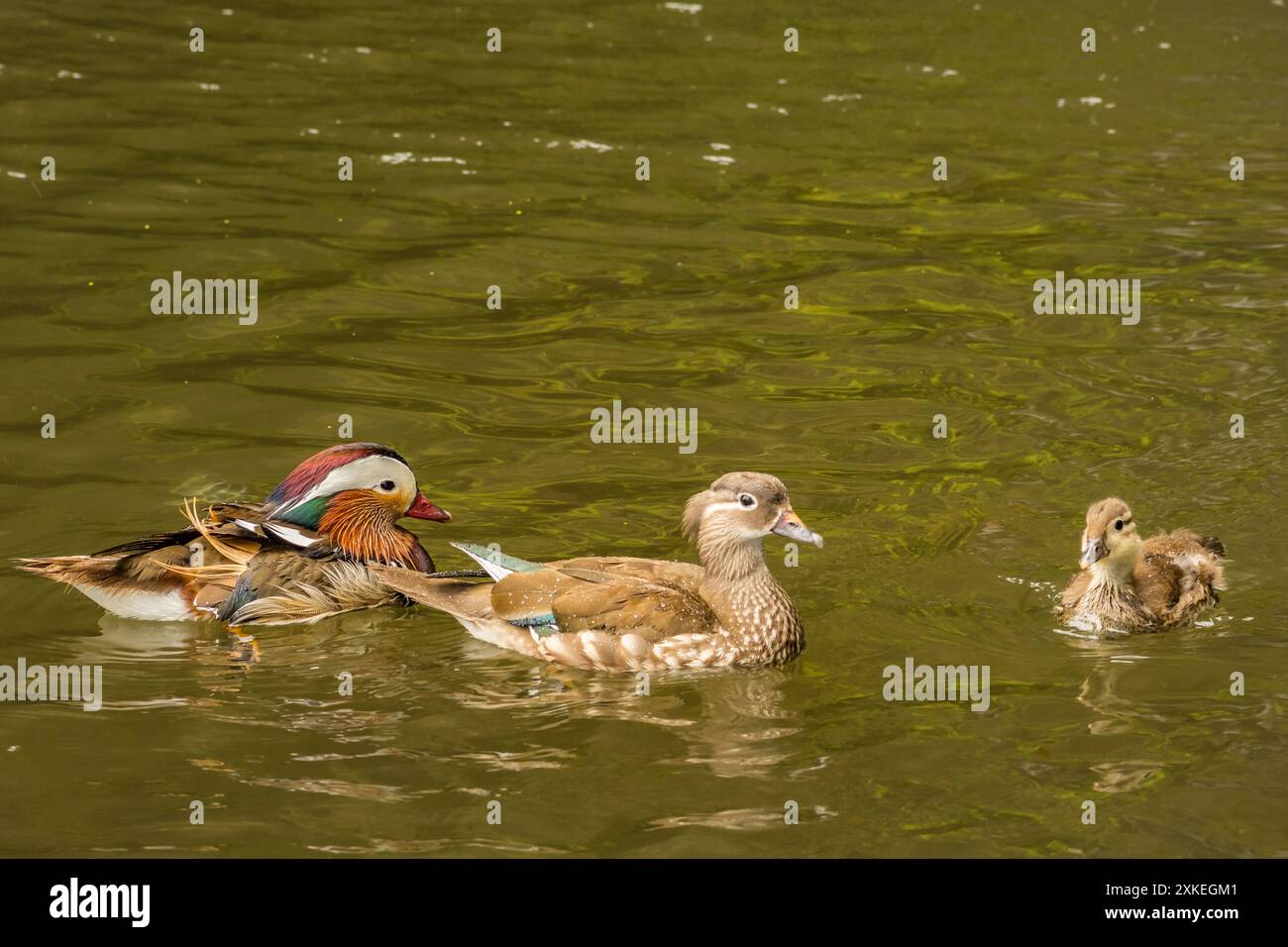 Mandarin Ducks - Aix galericulata Stock Photo - Alamy