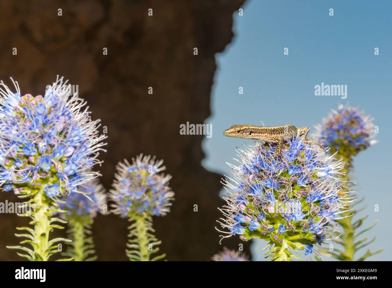 Madeiran Wall Lizard on The Pride of Madeira Stock Photo - Alamy