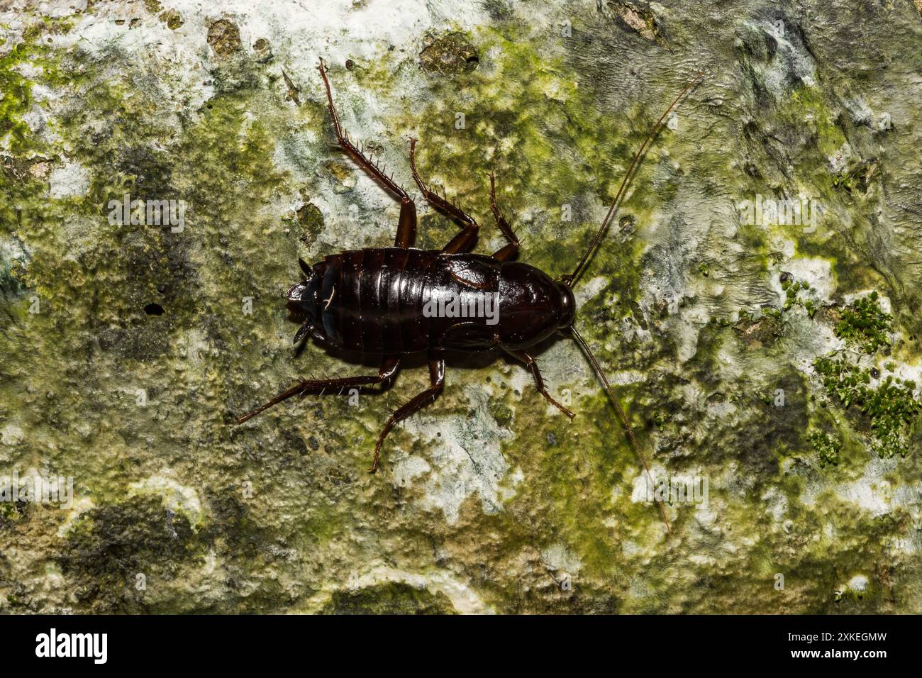 Oriental Cockroach - Blatta orientalis Stock Photo - Alamy