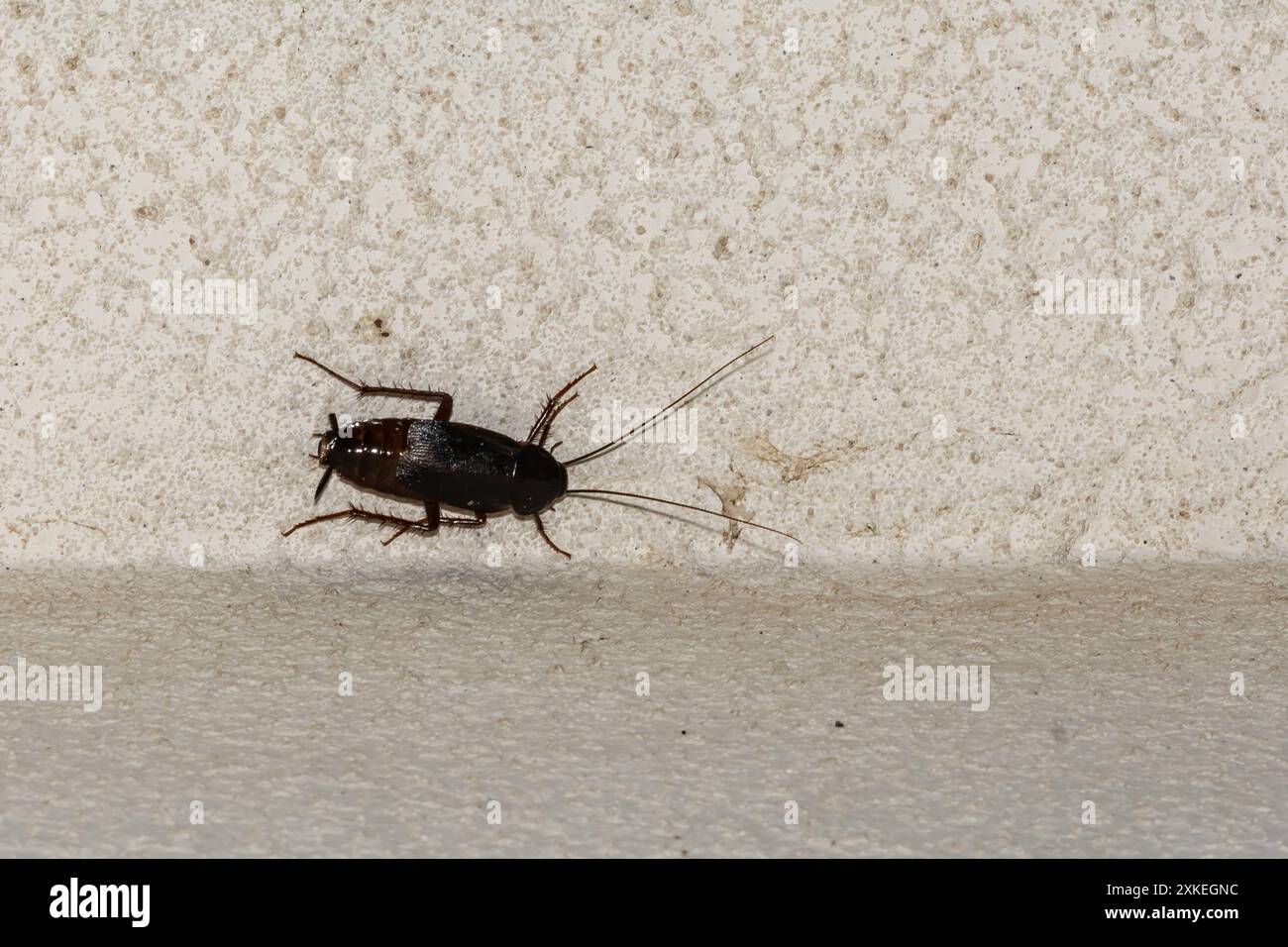 Oriental Cockroach - Blatta orientalis Stock Photo - Alamy