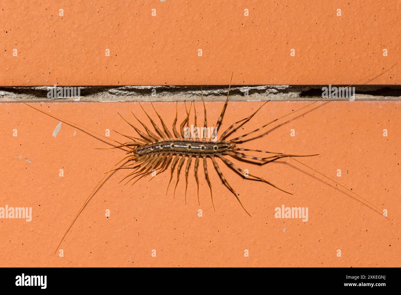 House Centipede - Scutigera coleoptrata Stock Photo - Alamy