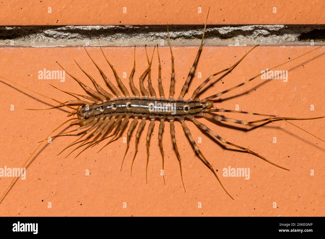 Scutigera coleoptrata hi-res stock photography and images - Alamy