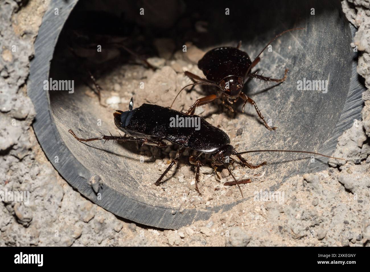 Oriental Cockroach - Blatta orientalis Stock Photo - Alamy
