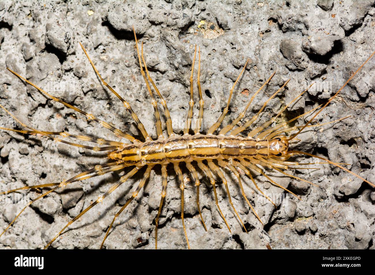 Common centipede hi-res stock photography and images - Alamy