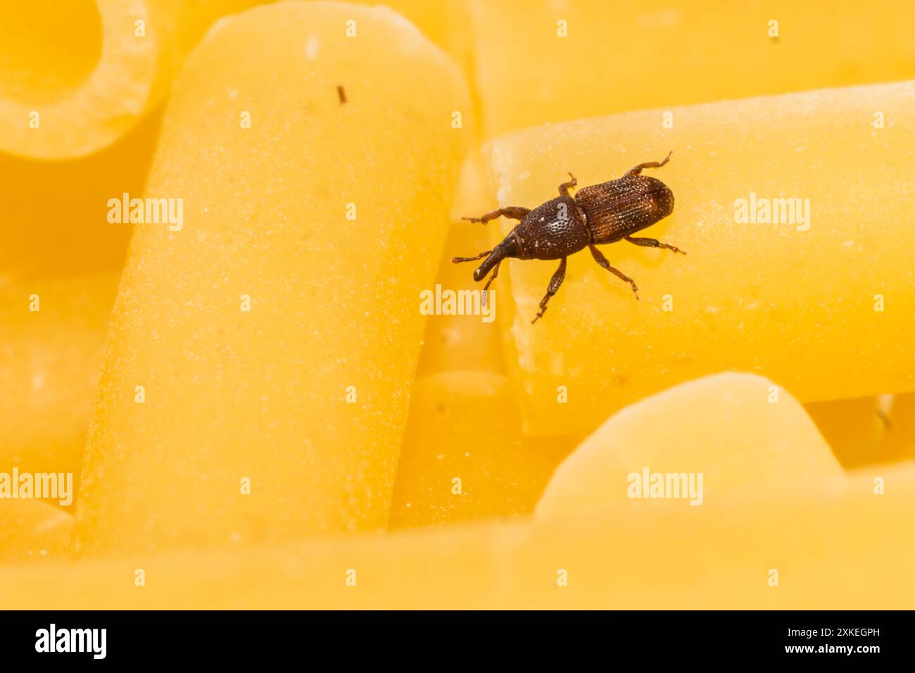 Rice Weevil - Sitophilus oryzae Stock Photo - Alamy