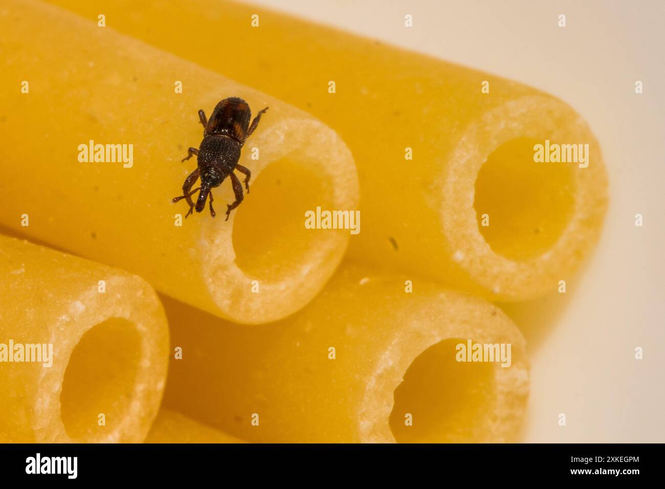 Rice Weevil - Sitophilus oryzae Stock Photo - Alamy