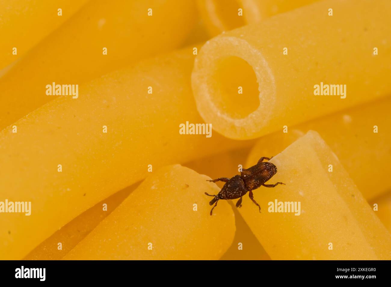 Rice Weevil - Sitophilus oryzae Stock Photo - Alamy