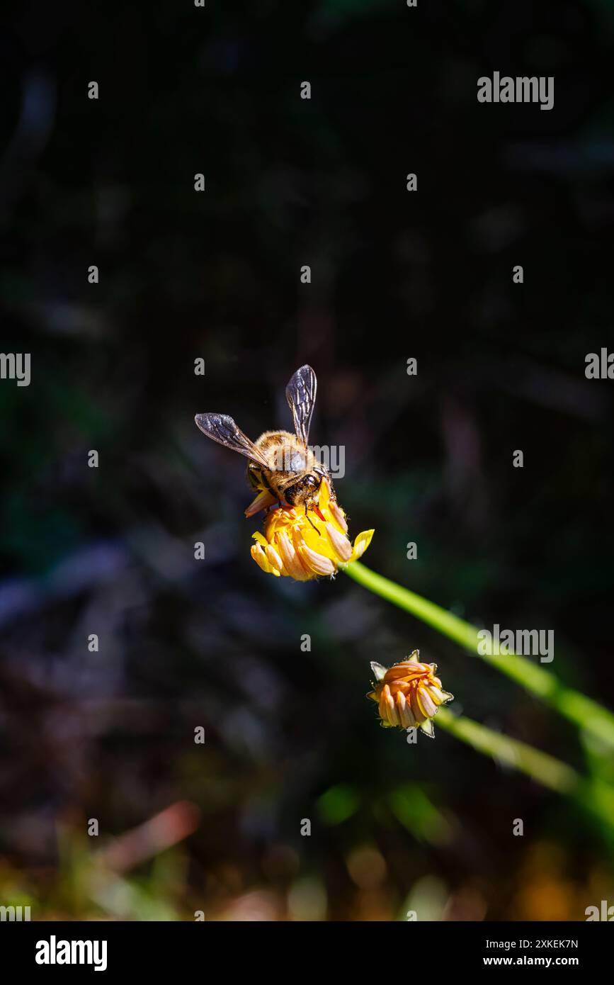 No Mow May: a honeybee (Apis mellifera) collects pollen and nectar on a ...