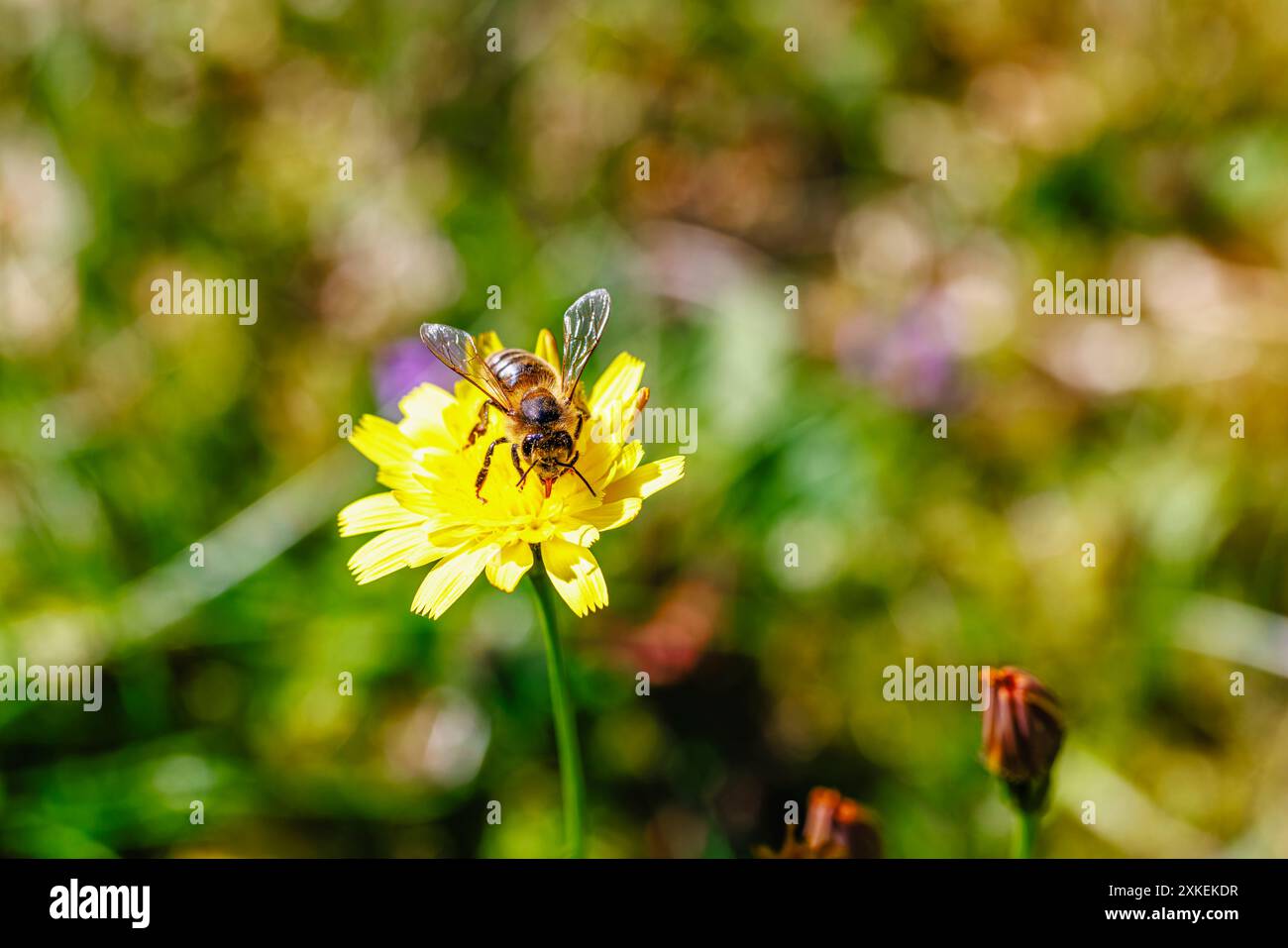 No Mow May: a honeybee (Apis mellifera) collects pollen and nectar on a ...