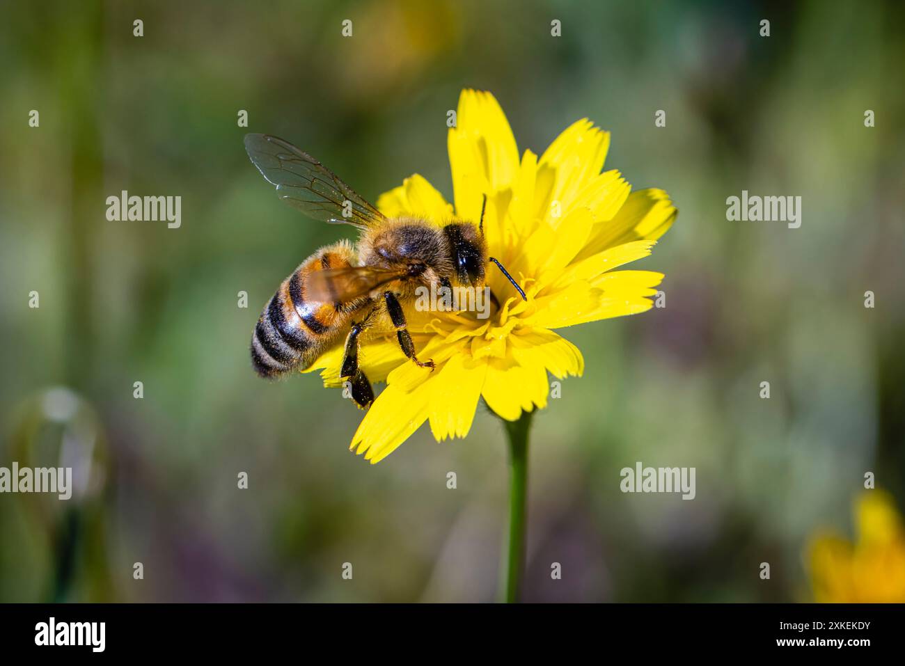 No Mow May: a honeybee (Apis mellifera) collects pollen and nectar on a ...