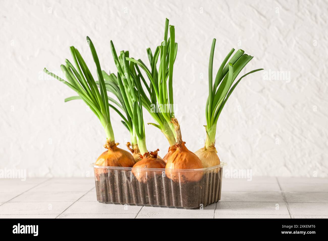 Plastic container with cultivated green onion on white tile table Stock ...