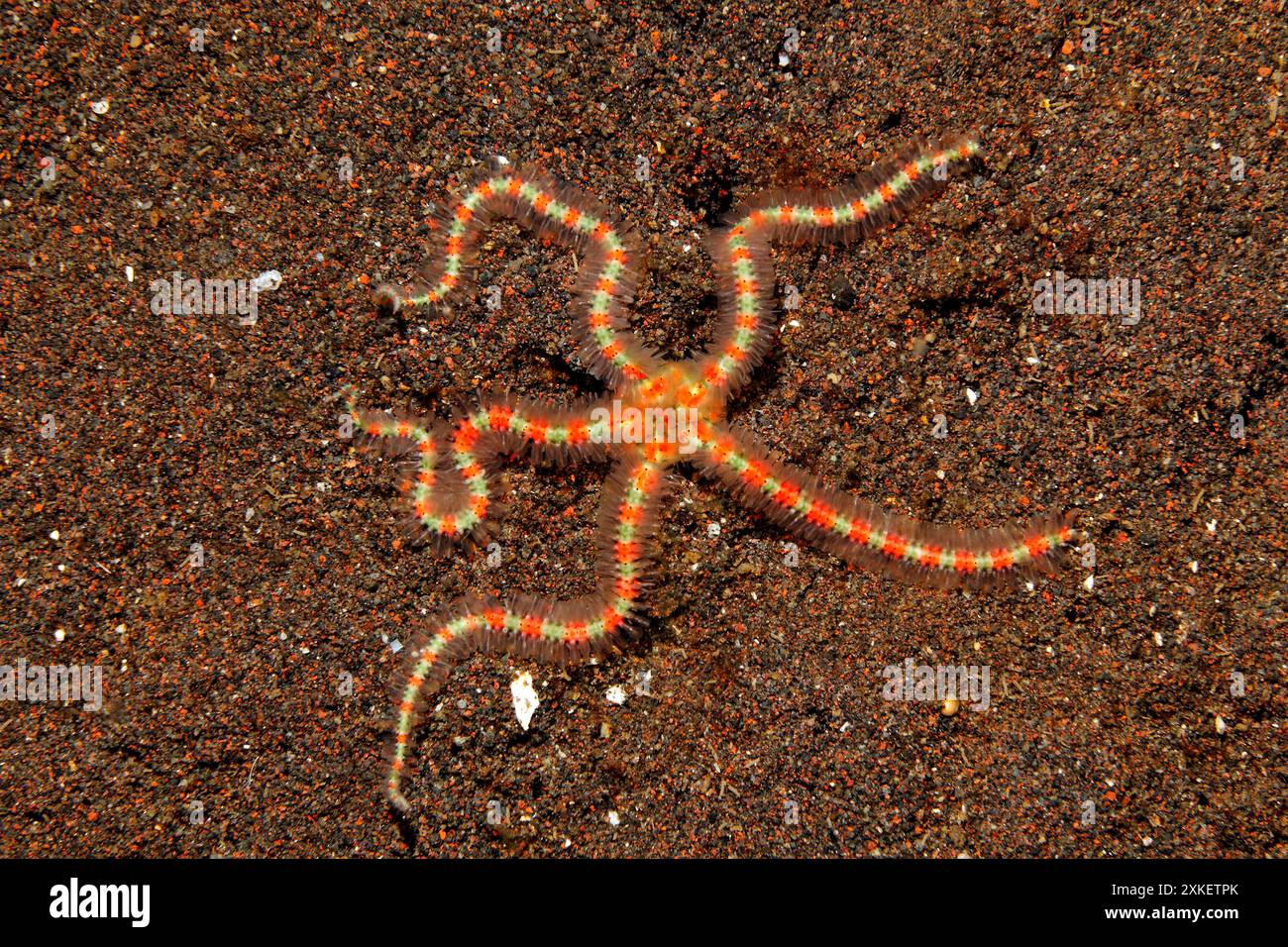 Ophiothrix hi-res stock photography and images - Alamy