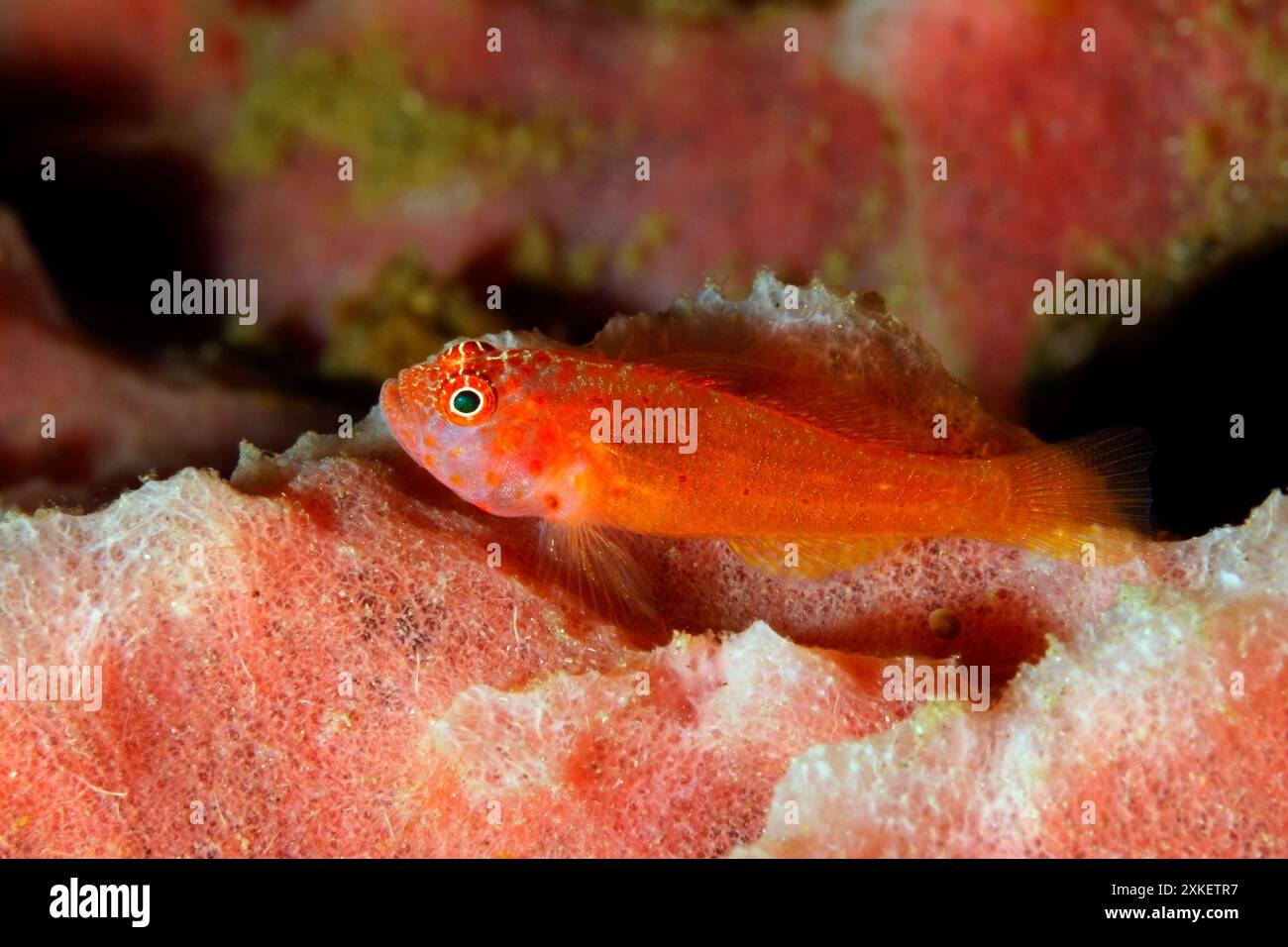 Dwarfgoby, either Trimma halonevum, or Trimma macrophthalmus. Tulamben ...