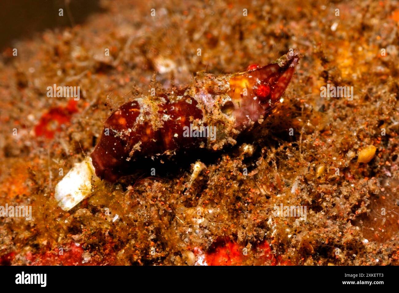 Variable mole hi-res stock photography and images - Alamy