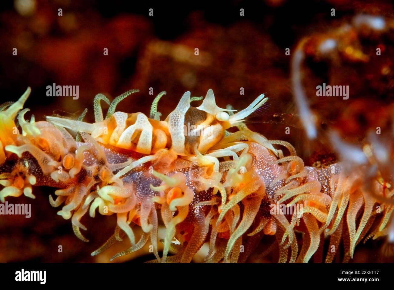 Zanzibar Whip Coral Shrimp, Dasycaris zanzibarica. Tulamben, Bali ...