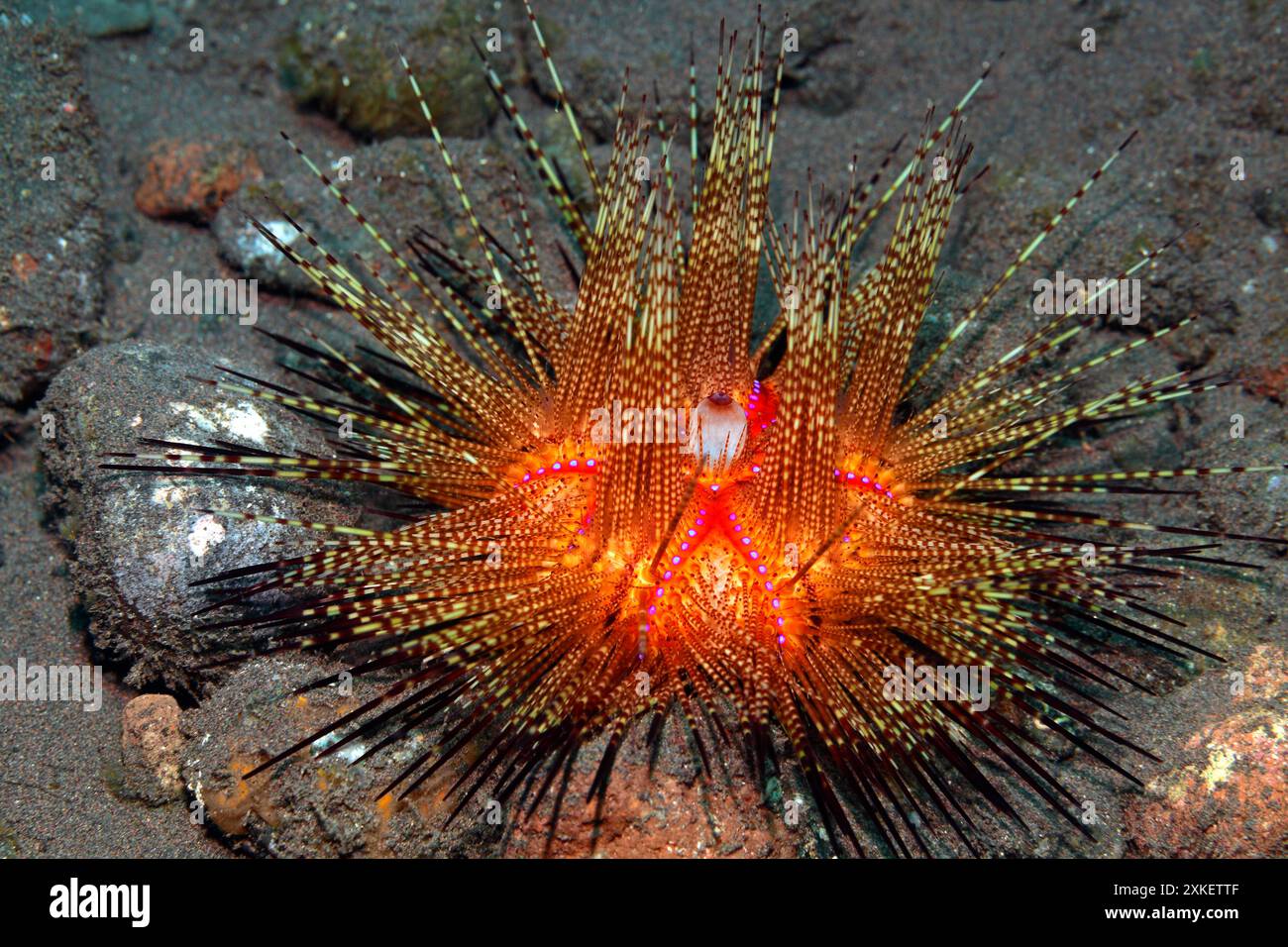 Blue Spotted Sea Urchin, Astropyga radiata. Also known as radiant sea ...