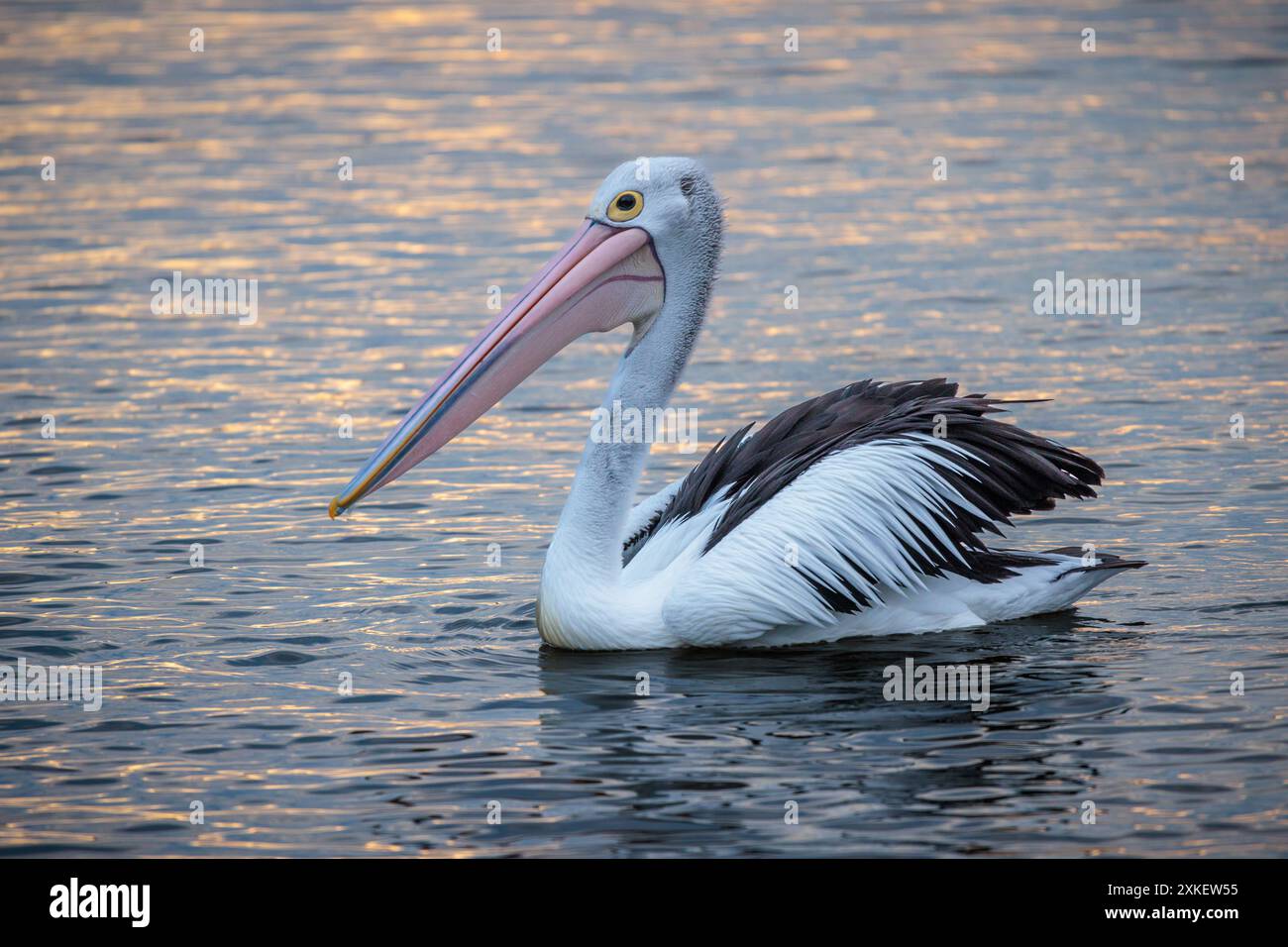 Australian pelican at sunset on the Noosa River in Queensland Stock ...