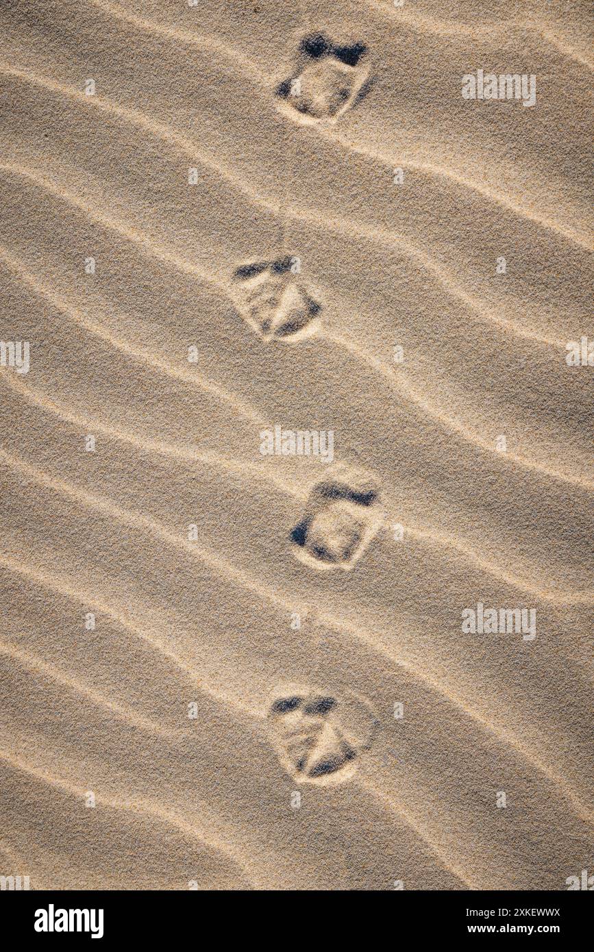 Webbed footprints of a bird in the sand at Surfers Paradise, Gold Coast ...