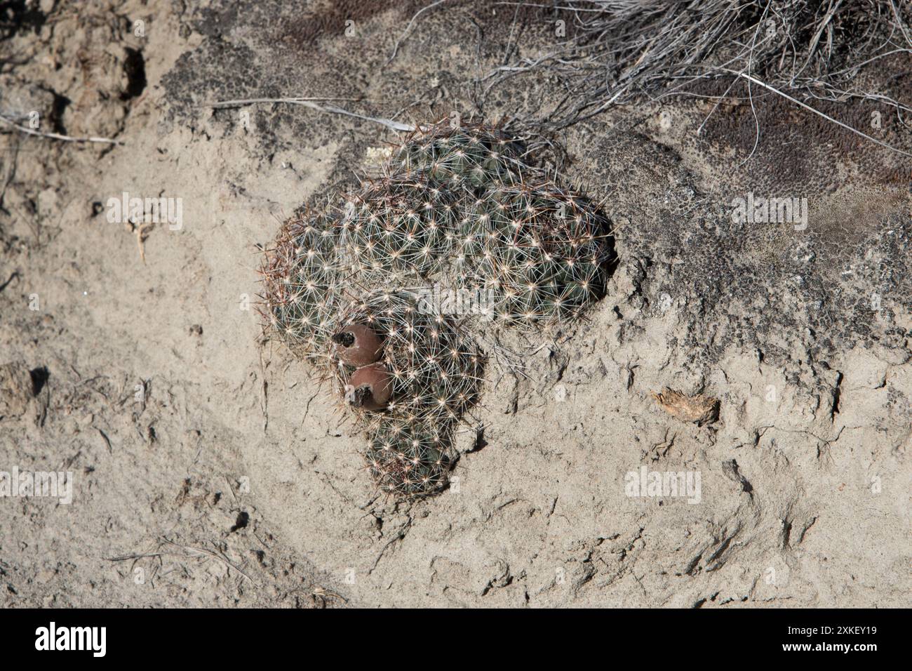Dinosaur Provincial Park in Alberta in Canada protects lots of Dinosaur ...