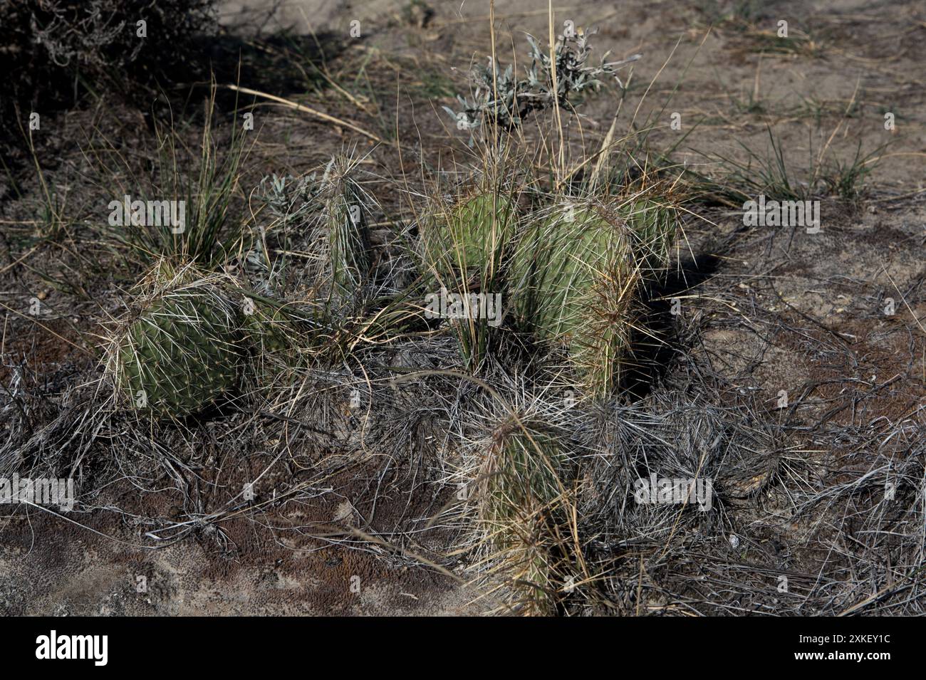 Dinosaur Provincial Park in Alberta in Canada protects lots of Dinosaur ...