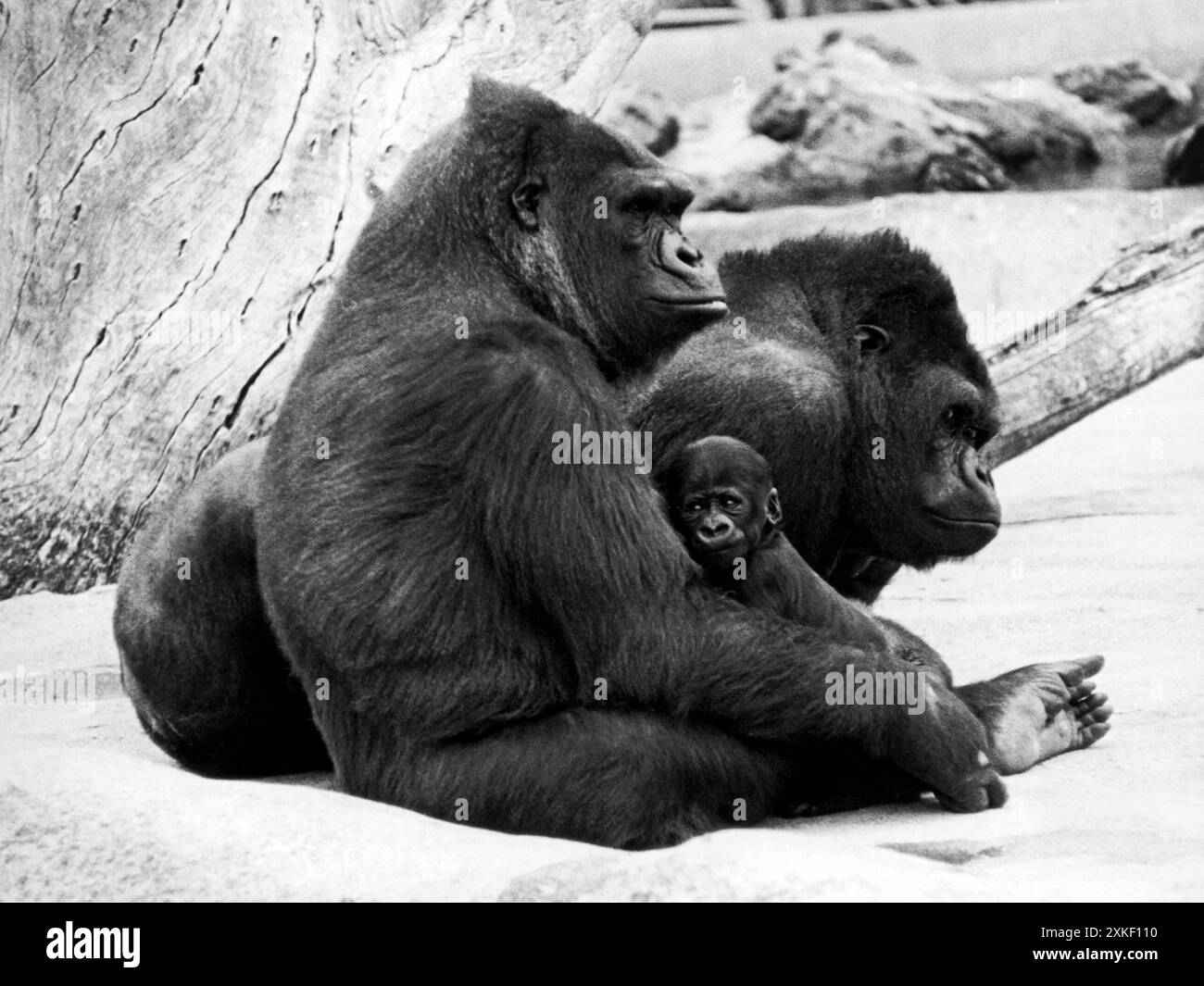 San Francisco, California August, 1970 A family portrait of the gorilla ...