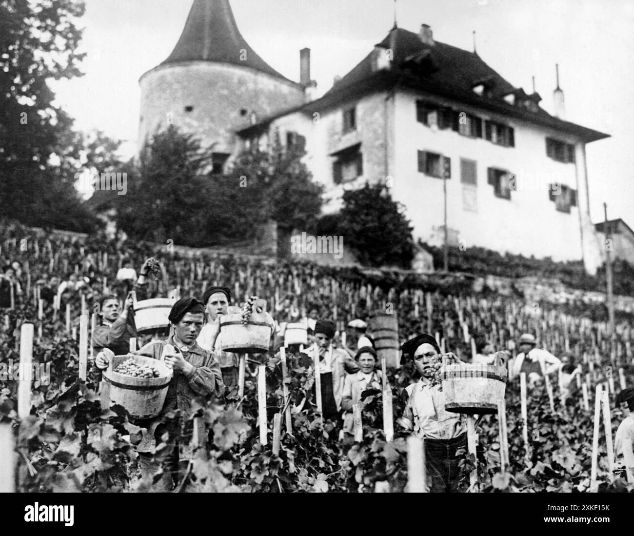 Lake Bienne, Switzerland c 1927 Peasants harvesting grapes in one of ...