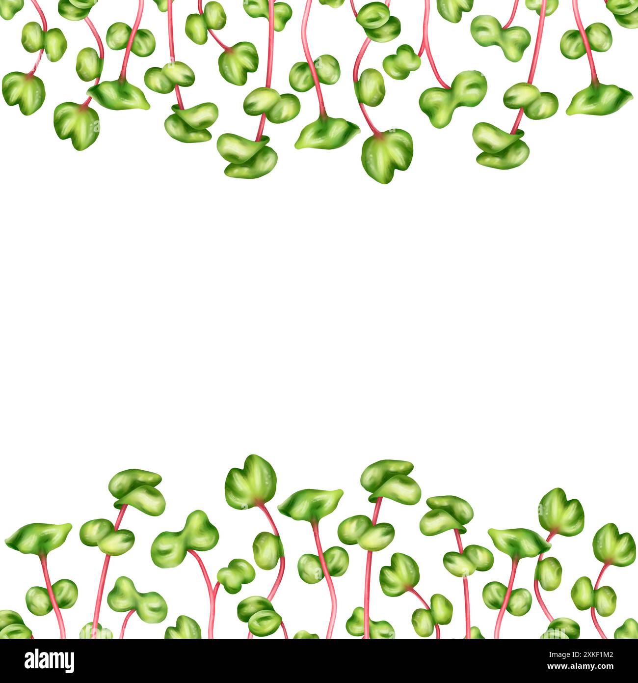 Frame of young green sprouting radish shoots. Plant for home potting ...