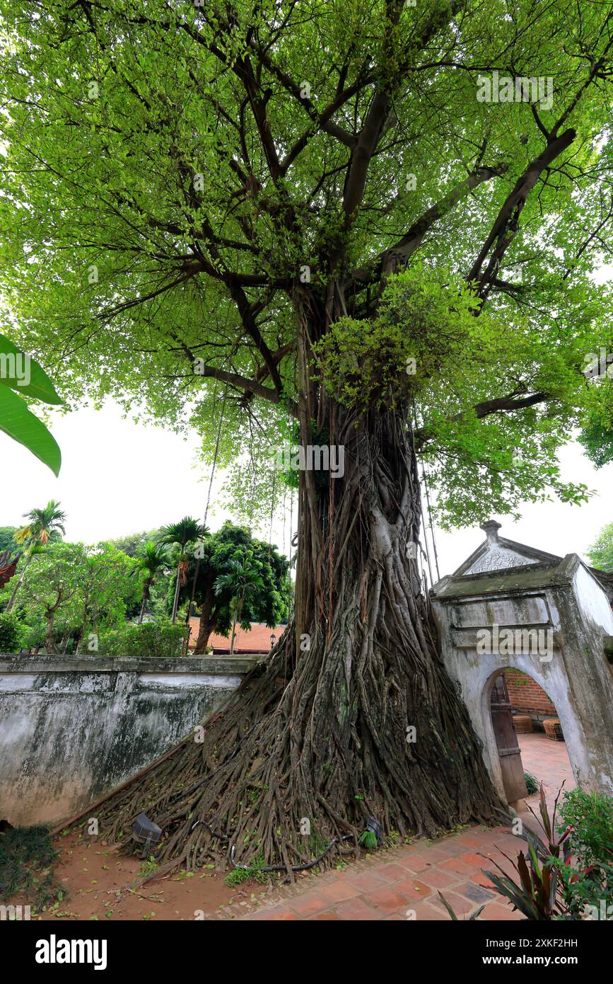 Temple Of Literature (Van Mieu Quoc Tu Giam), a Confucian temple with ...