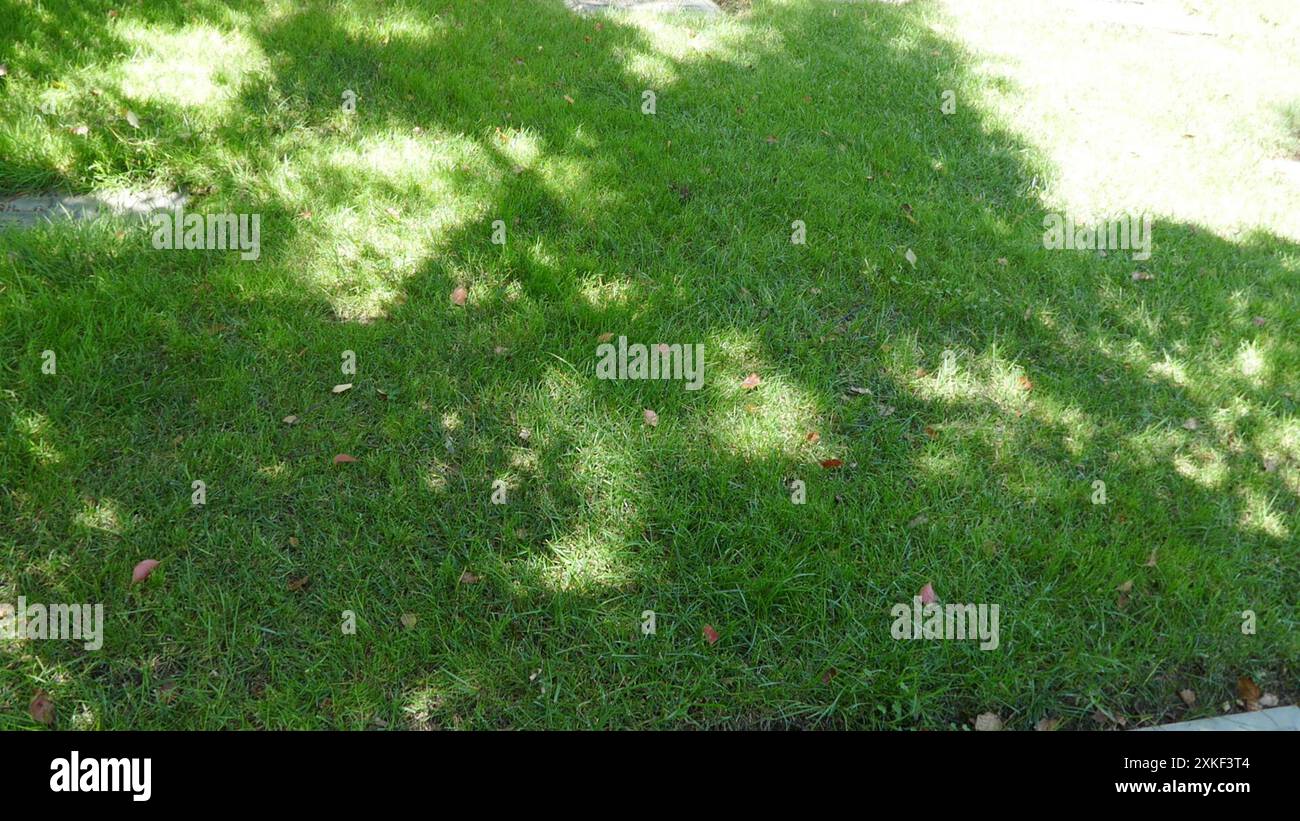 Los Angeles, California, USA 22nd July 2024 Musician Frank Zappa ...