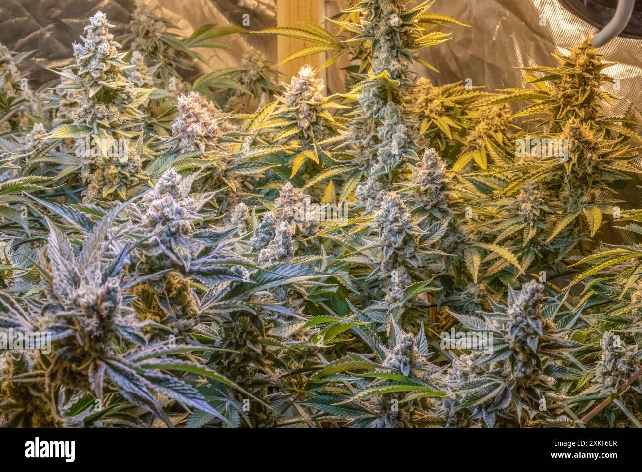 female blossom marijuana SoG Sea of Green net hemp cultivation ...