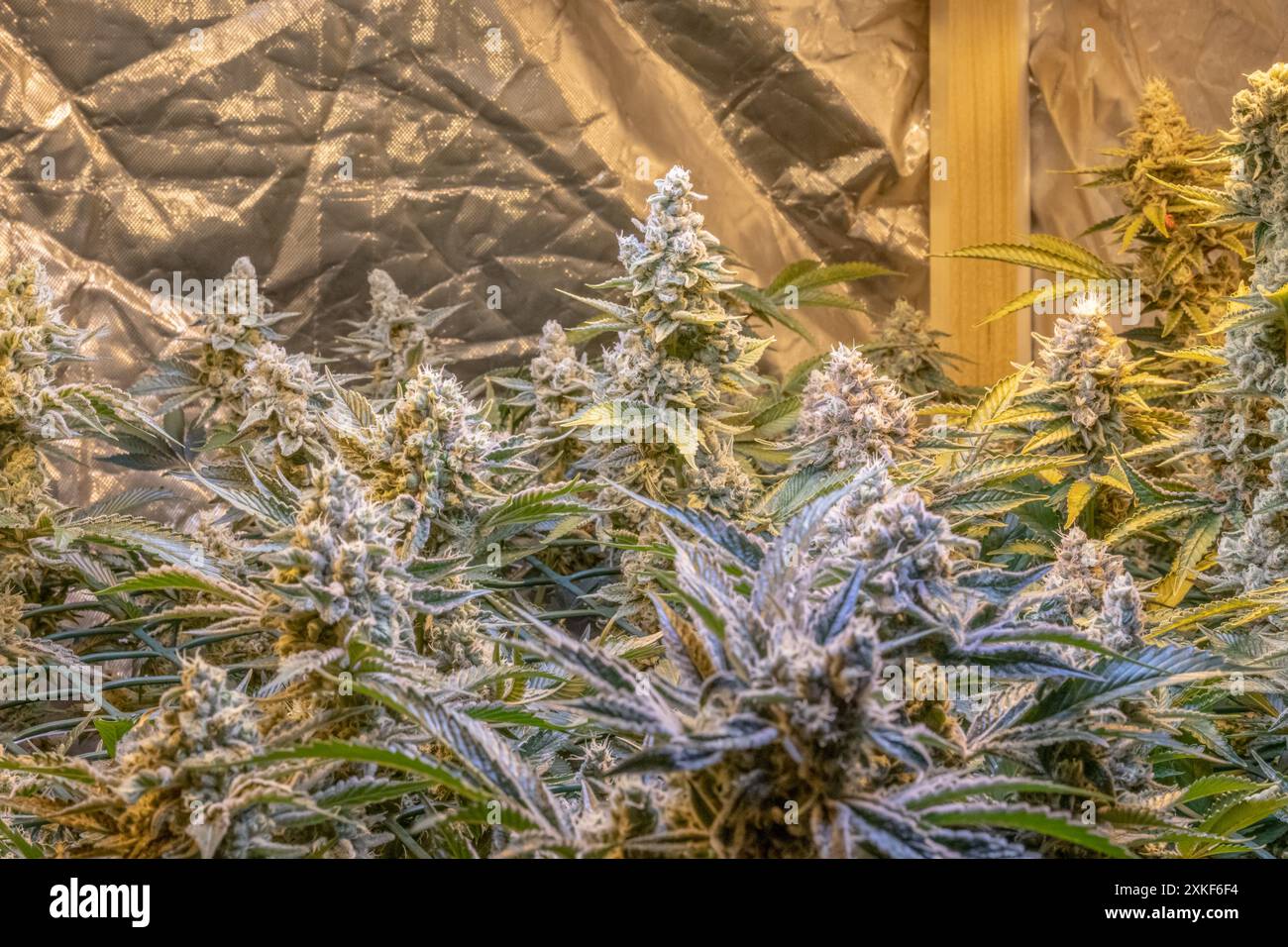 female blossom marijuana SoG Sea of Green net hemp cultivation ...