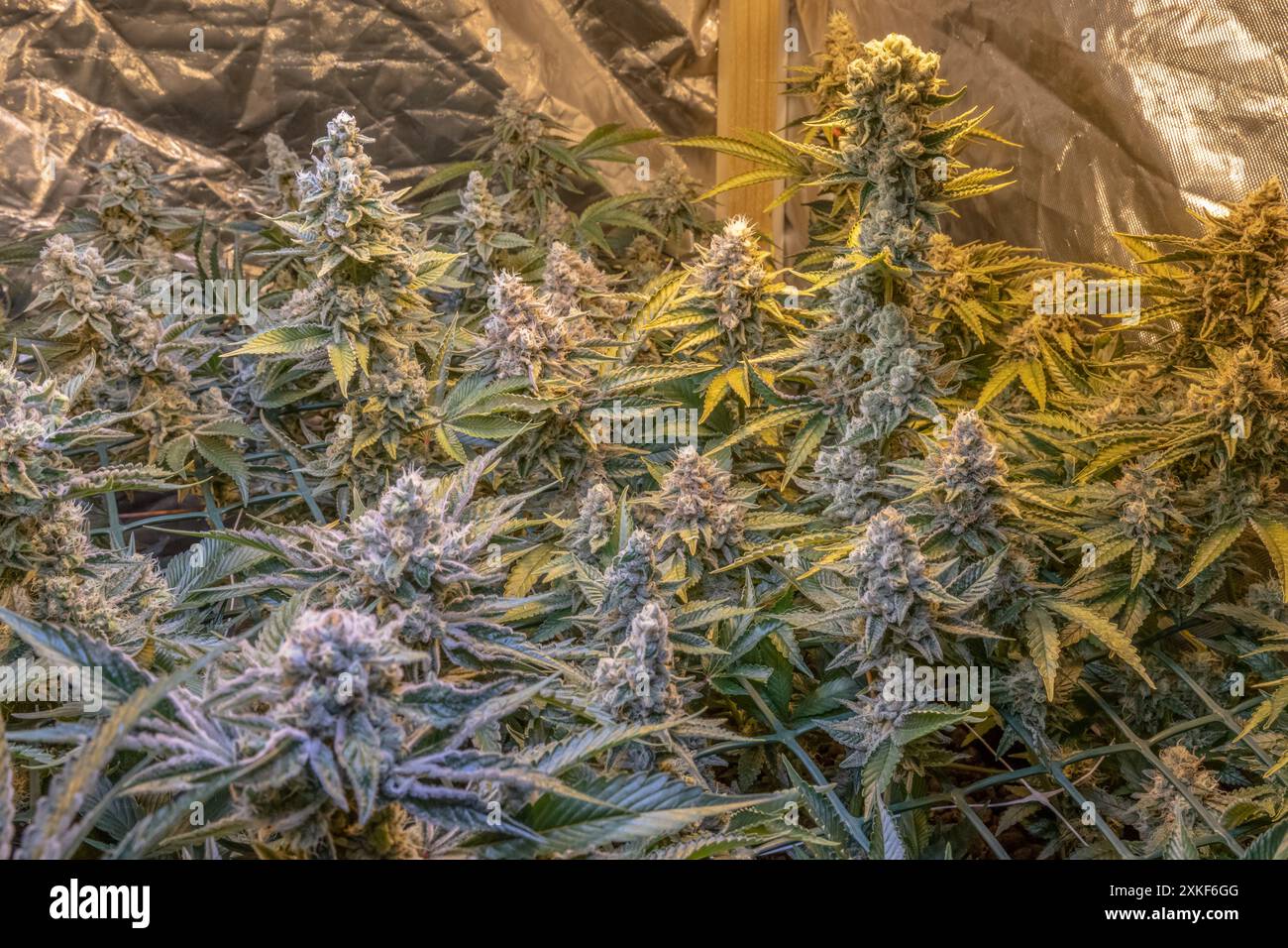 female blossom marijuana SoG Sea of Green net hemp cultivation ...