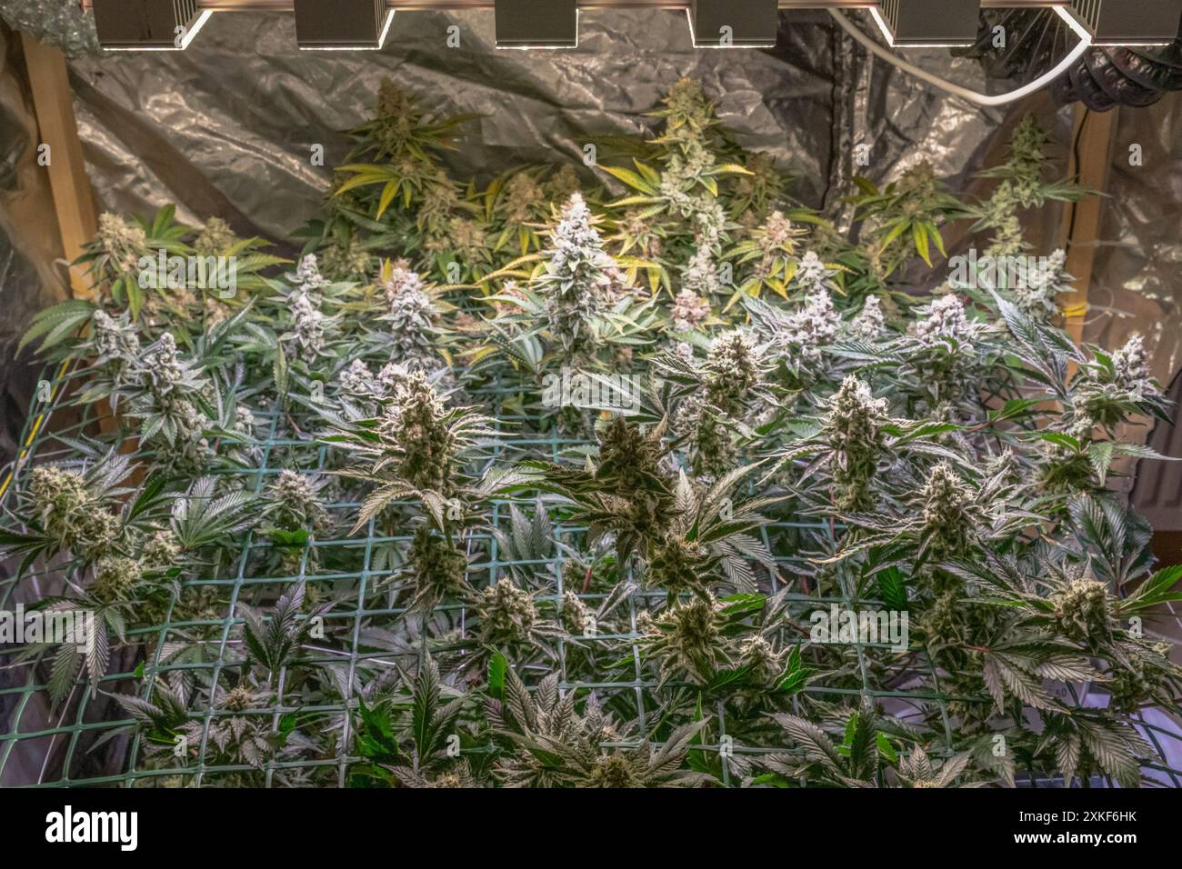 female blossom marijuana SoG Sea of Green net hemp cultivation ...