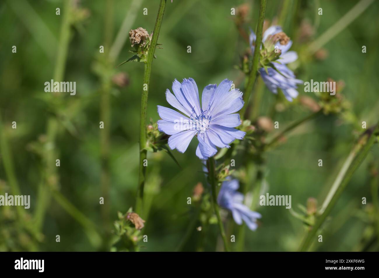Common chicory, Cichorium intybus, with a beautiful blue flower under ...