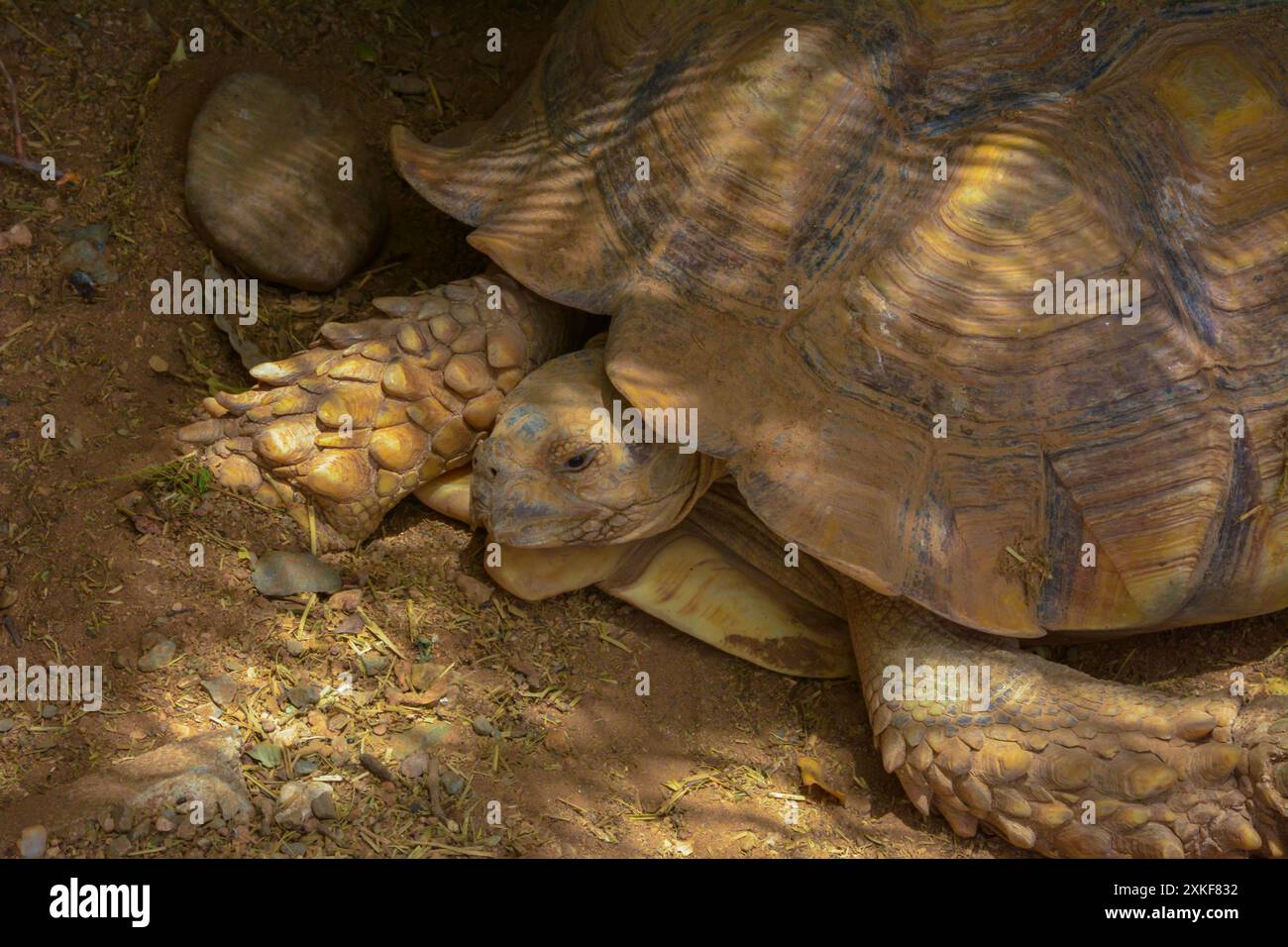 Cute turtle wild character hi-res stock photography and images - Alamy