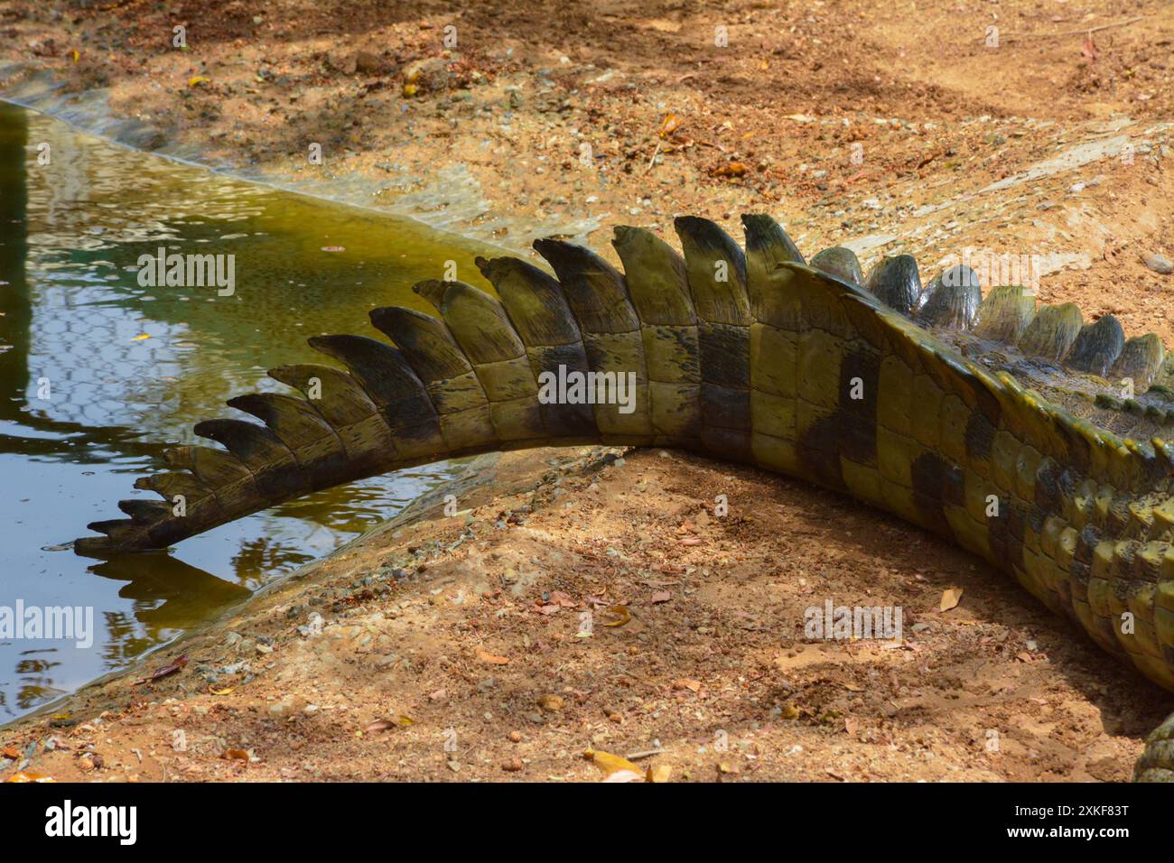 Crocodile tile close up shot Stock Photo - Alamy