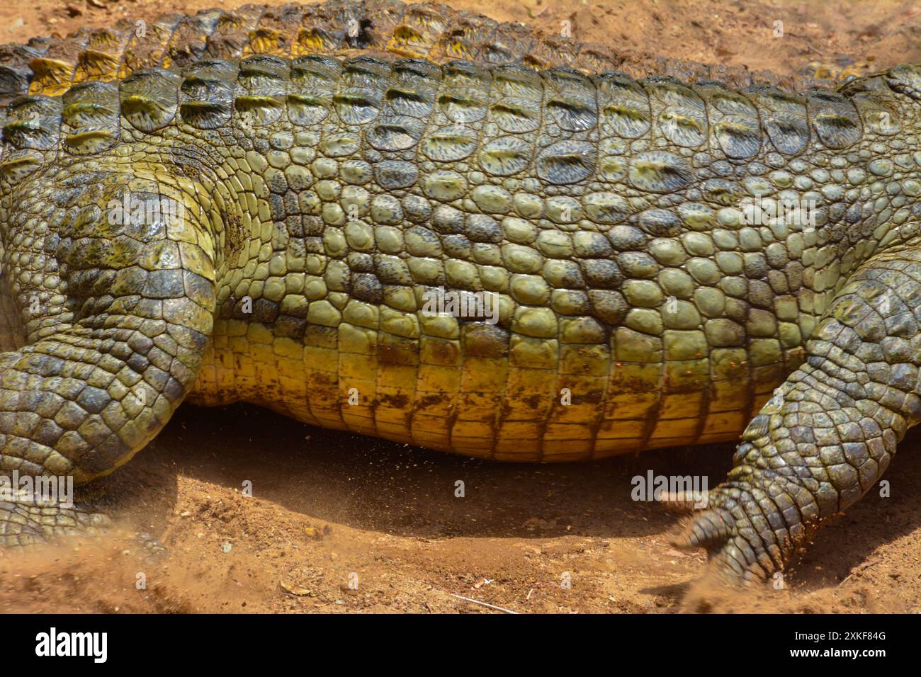 Skin texture saltwater crocodile hi-res stock photography and images ...
