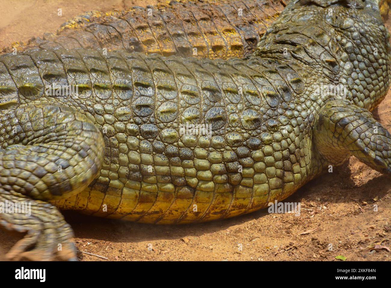 Crocodile close up shot Stock Photo - Alamy