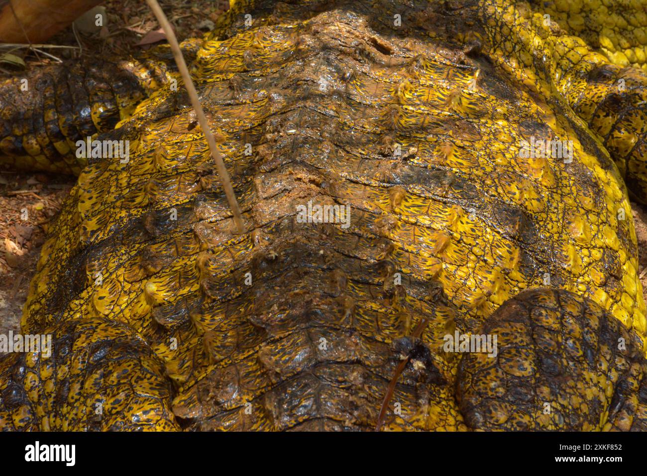 Skin texture saltwater crocodile hi-res stock photography and images ...