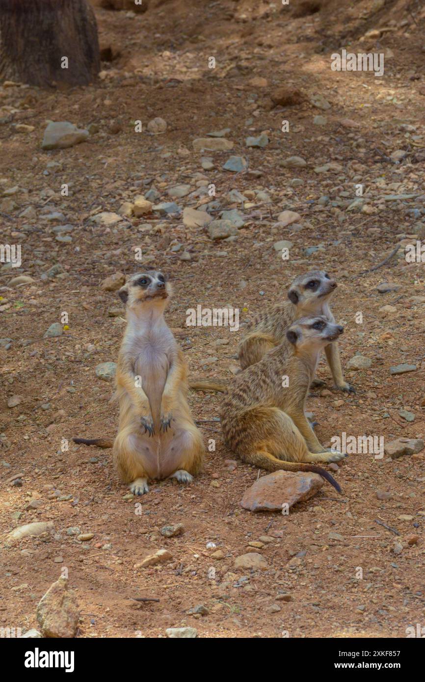 Animal vigilant hi-res stock photography and images - Alamy