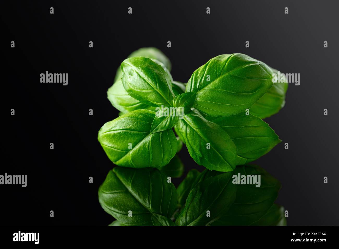 Green fresh basil branch on a black reflective background Stock Photo ...