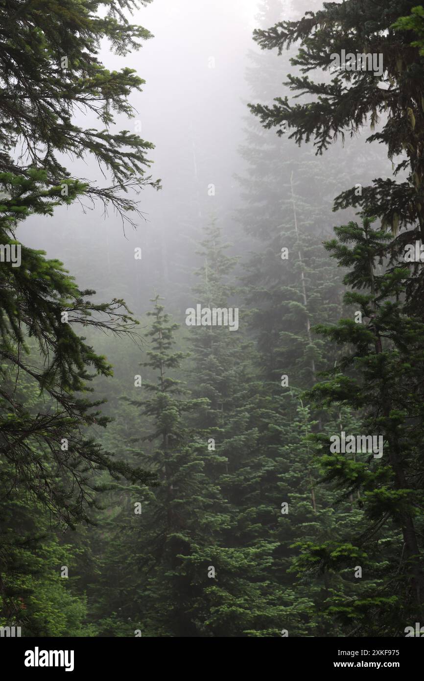 Fog foggy weather hi-res stock photography and images - Alamy