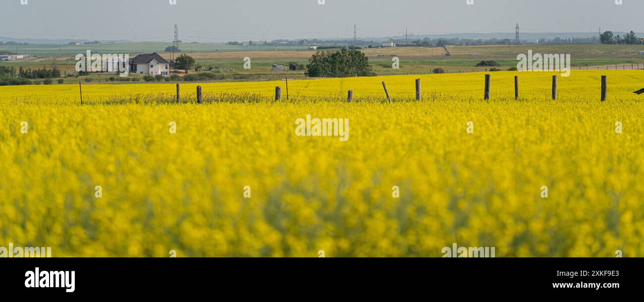 Canola field in alberta hi-res stock photography and images - Alamy
